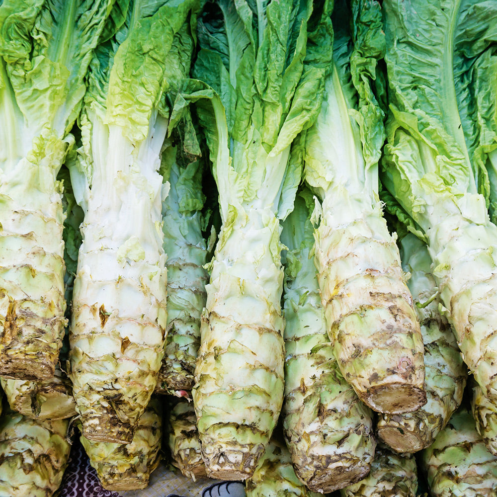 Buy Celtuce by Kings Seeds online - Kings Seeds NZ