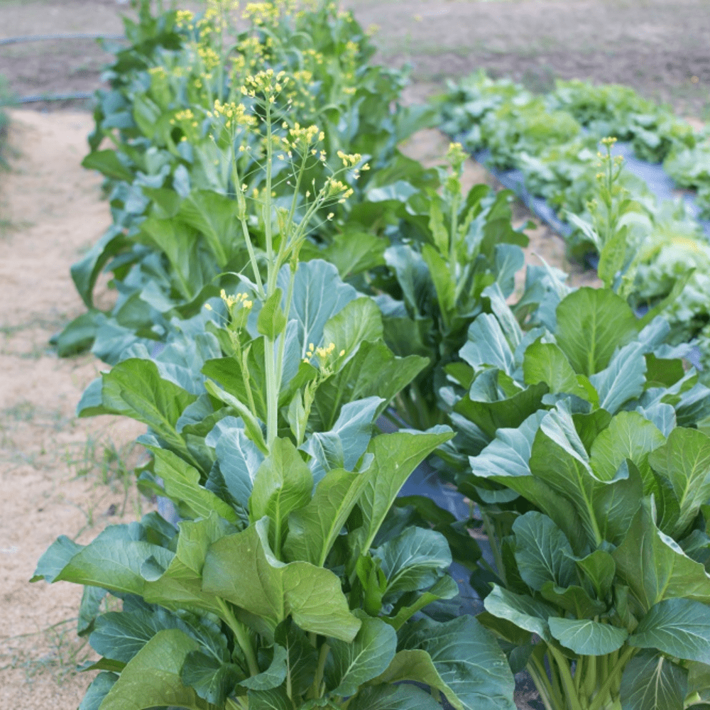 Buy Choy Sum by Kings Seeds online - Kings Seeds NZ