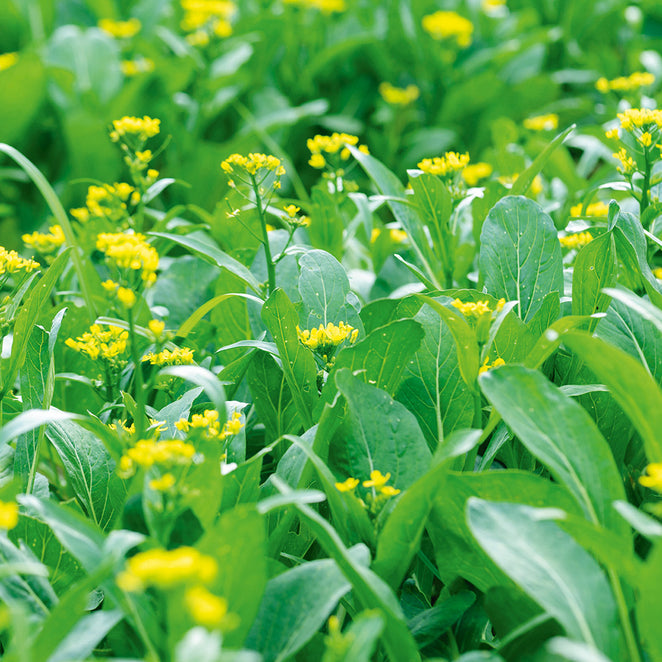How to Get Rid of White Butterfly NZ – Kings Seeds NZ