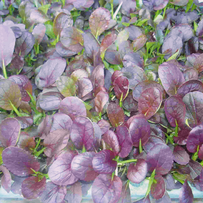 Buy Manuka by Kings Seeds online - Kings Seeds NZ