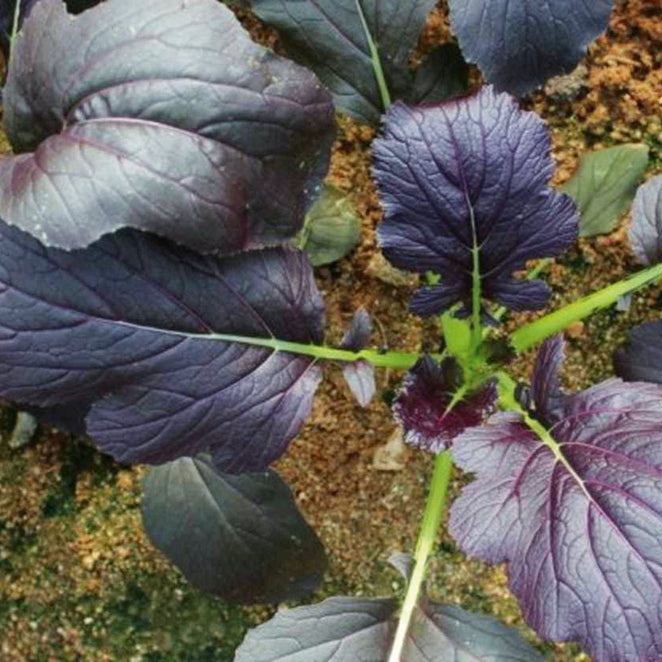 Buy Manuka by Kings Seeds NZ online - Kings Seeds NZ