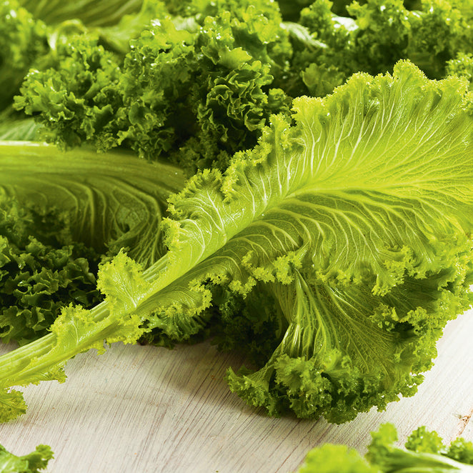 Buy Organic Silverbeet Bright Yellow by Kings Seeds online - Kings Seeds NZ