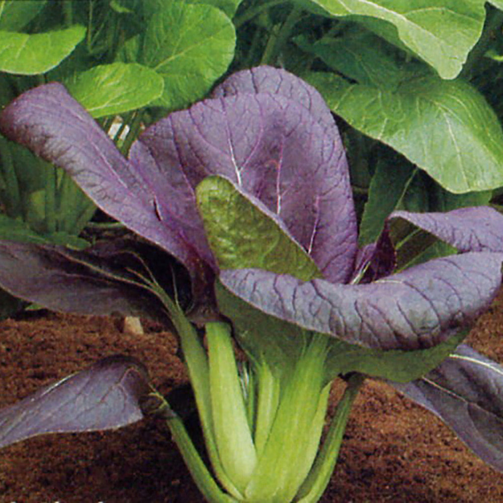 Buy Pak Choi Red Choi F1 by Kings Seeds NZ online - Kings Seeds NZ