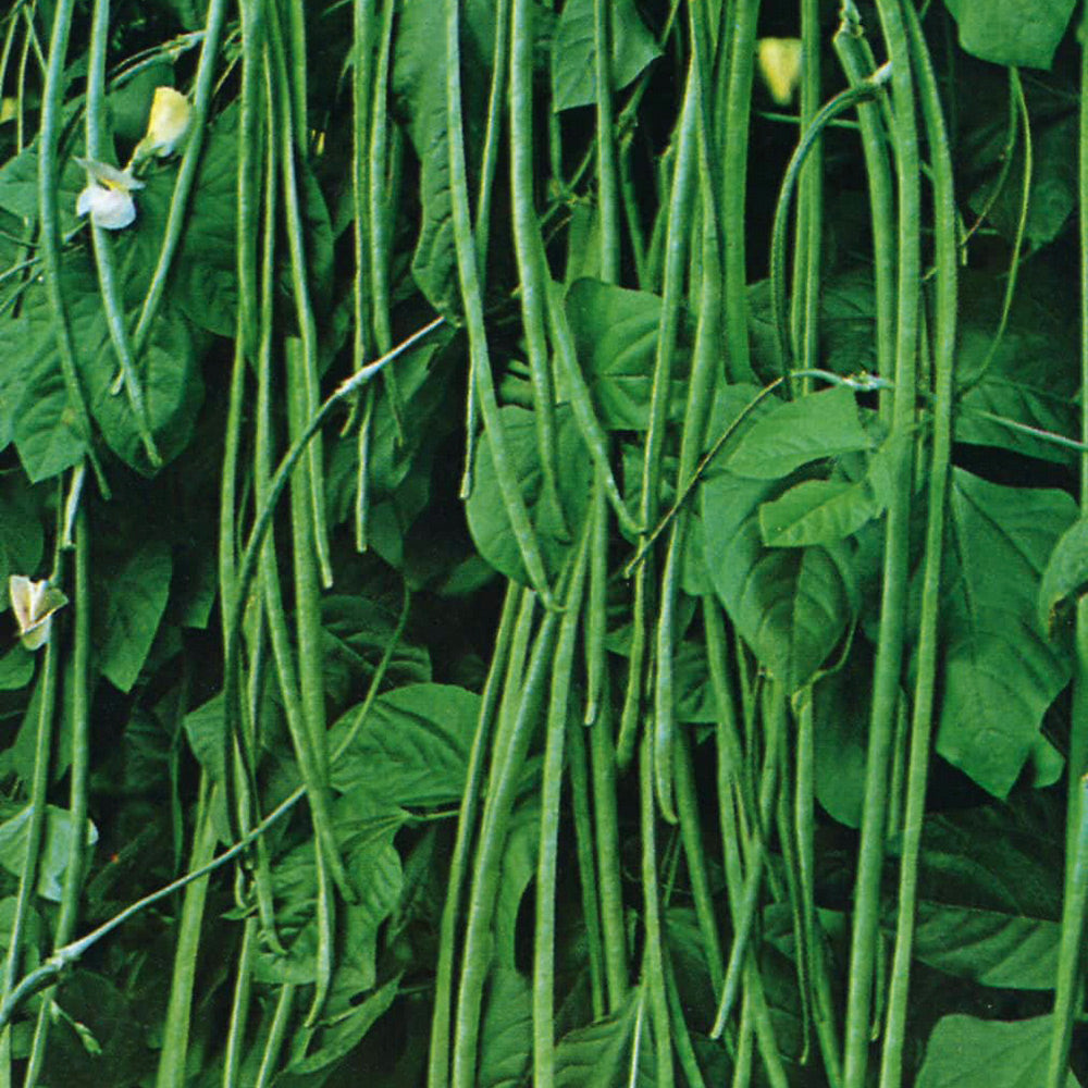 Buy Bean Asian Yard Long by Kings Seeds NZ online - Kings Seeds NZ