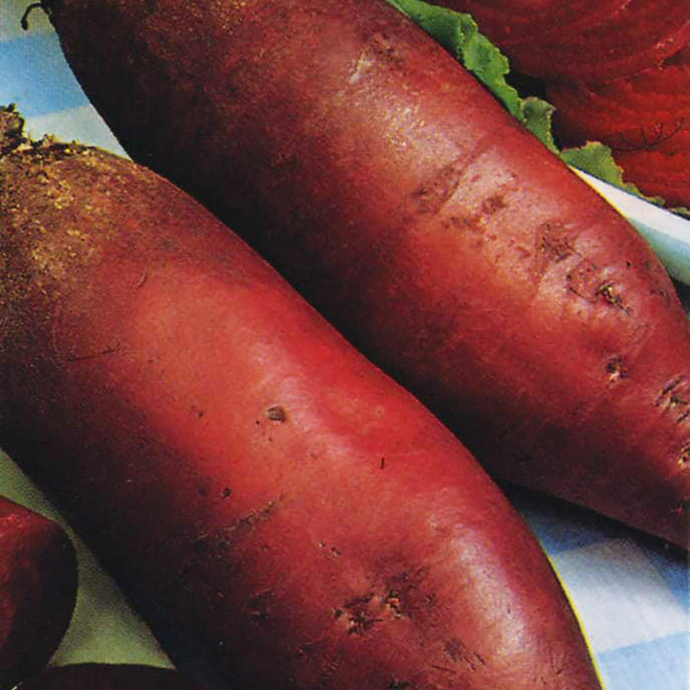Buy Beetroot Cylindra by Kings Seeds NZ online - Kings Seeds NZ