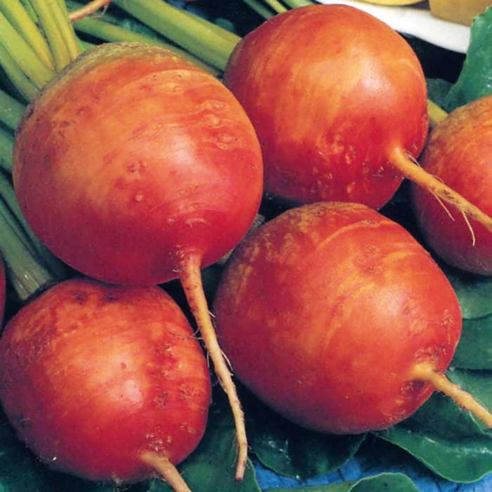 Buy Beetroot Golden Detroit by Kings Seeds NZ online - Kings Seeds NZ