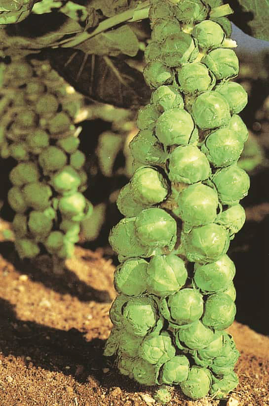 Buy Manuka by Kings Seeds online - Kings Seeds NZ