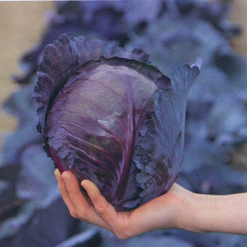 Buy Cabbage Mini Red F1 by Kings Seeds NZ online - Kings Seeds NZ