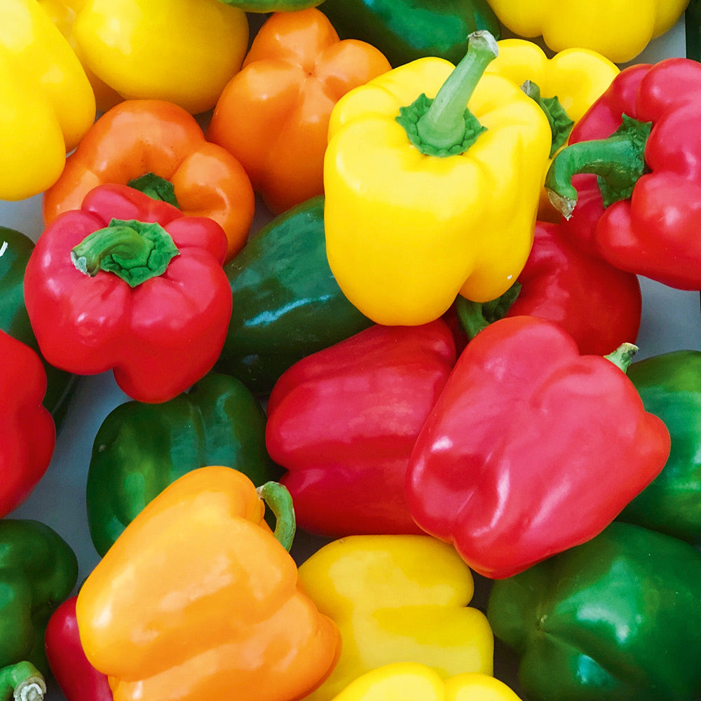 Buy Capsicum Bell Colour Mix by Kings Seeds NZ online - Kings Seeds NZ
