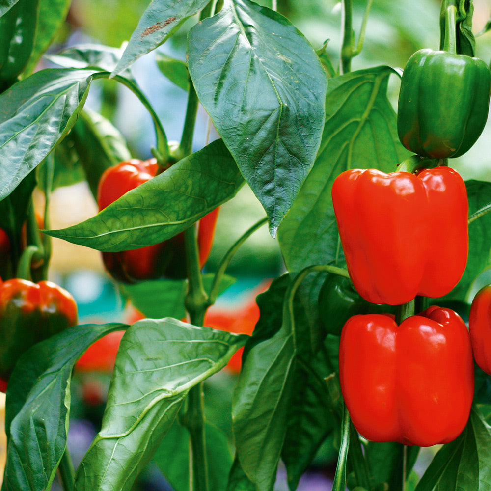 Buy Capsicum Red Bell F1 by Kings Seeds NZ online - Kings Seeds NZ