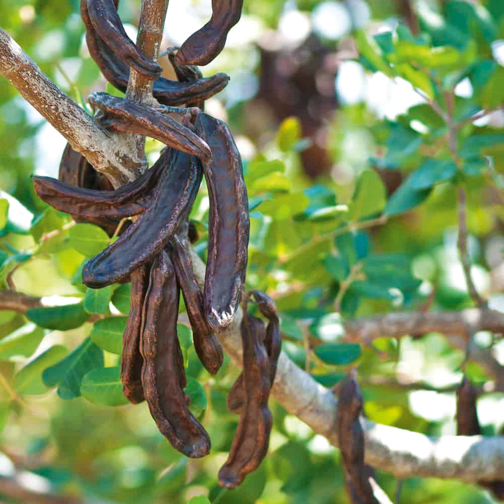 Buy Carob Tree by Kings Seeds online - Kings Seeds NZ