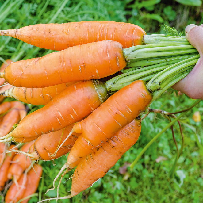 Year-Round Gardening: Perennials and Plants That Thrive Across the Sea ...