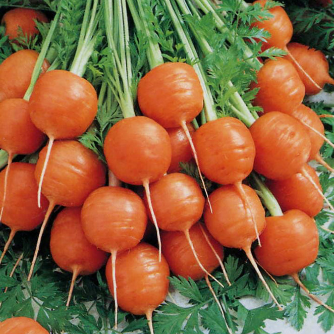 How to Grow Carrots ~ Kings Seeds – Kings Seeds NZ
