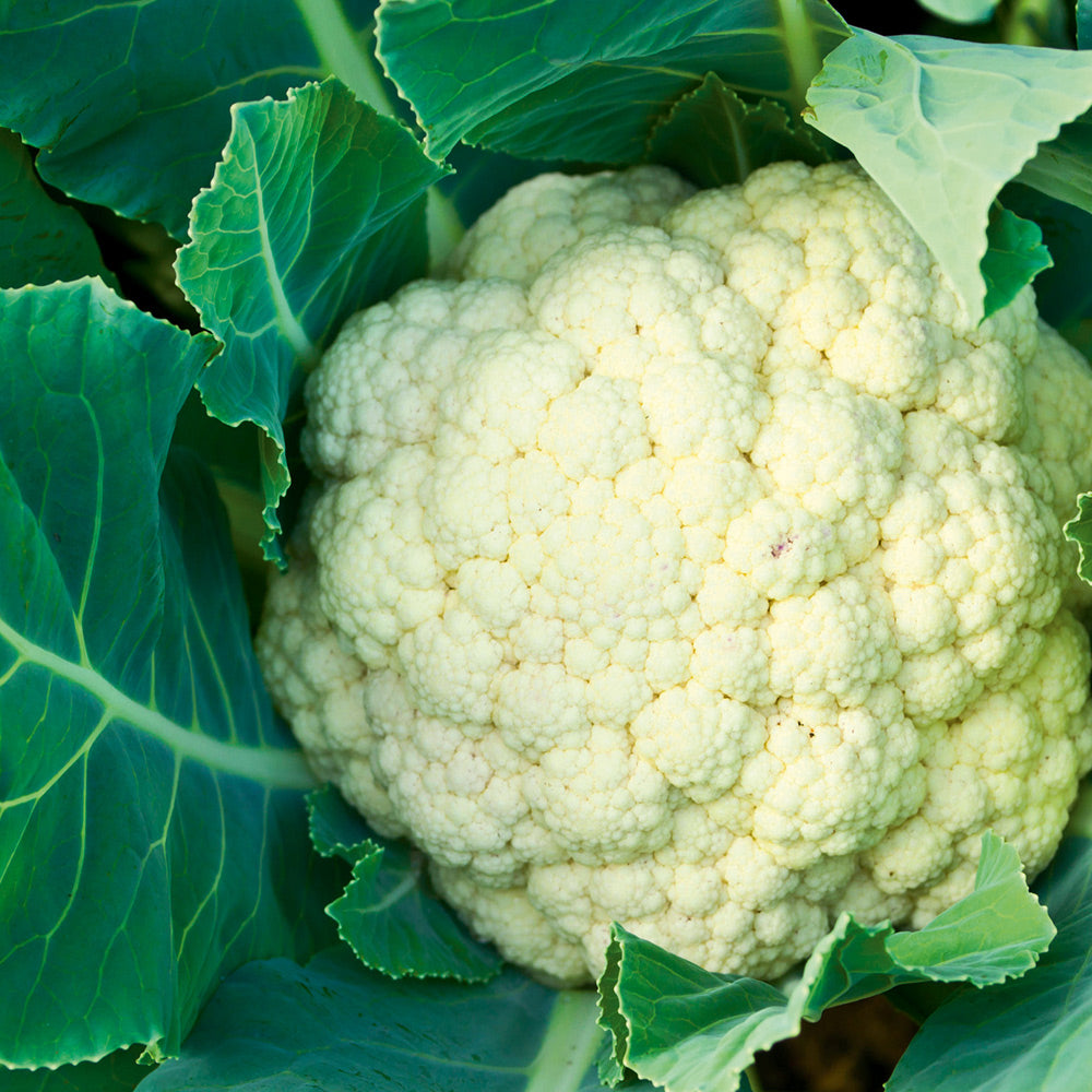 Buy Cauliflower Giant of Naples by Kings Seeds NZ online - Kings Seeds NZ