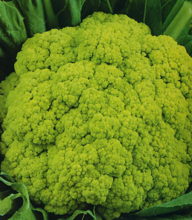 Shop All Vegetable Seeds in New Zealand – Kings Seeds NZ