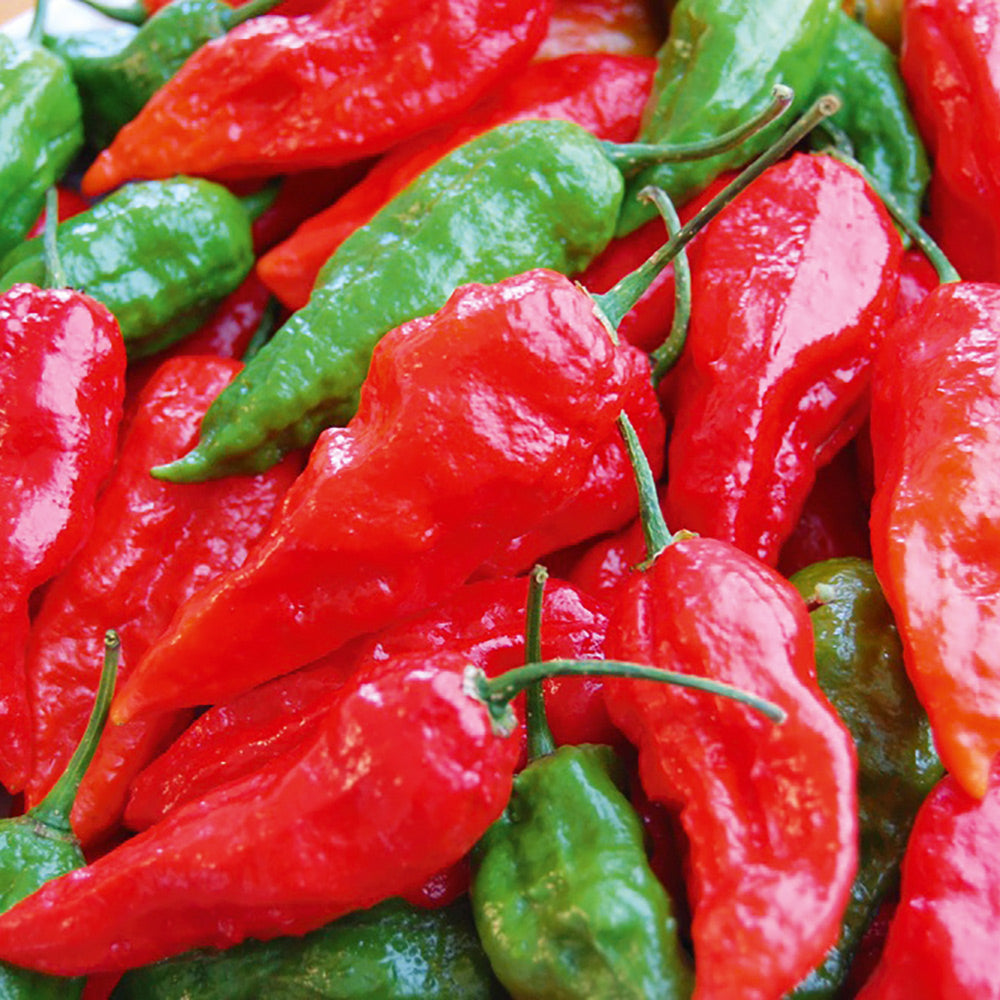 Buy Chilli Bhut Jolokia by Kings Seeds NZ online - Kings Seeds NZ