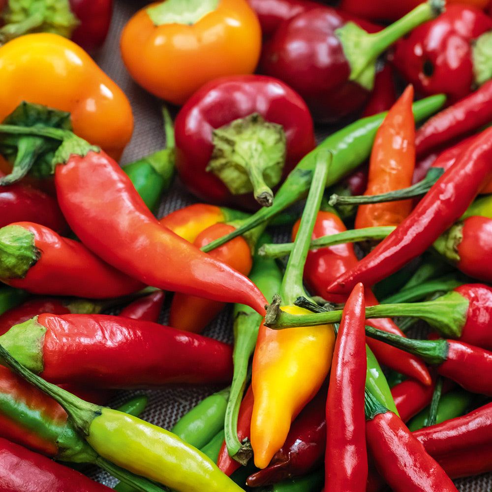 Buy Chilli Spicy Blend by Kings Seeds online - Kings Seeds NZ