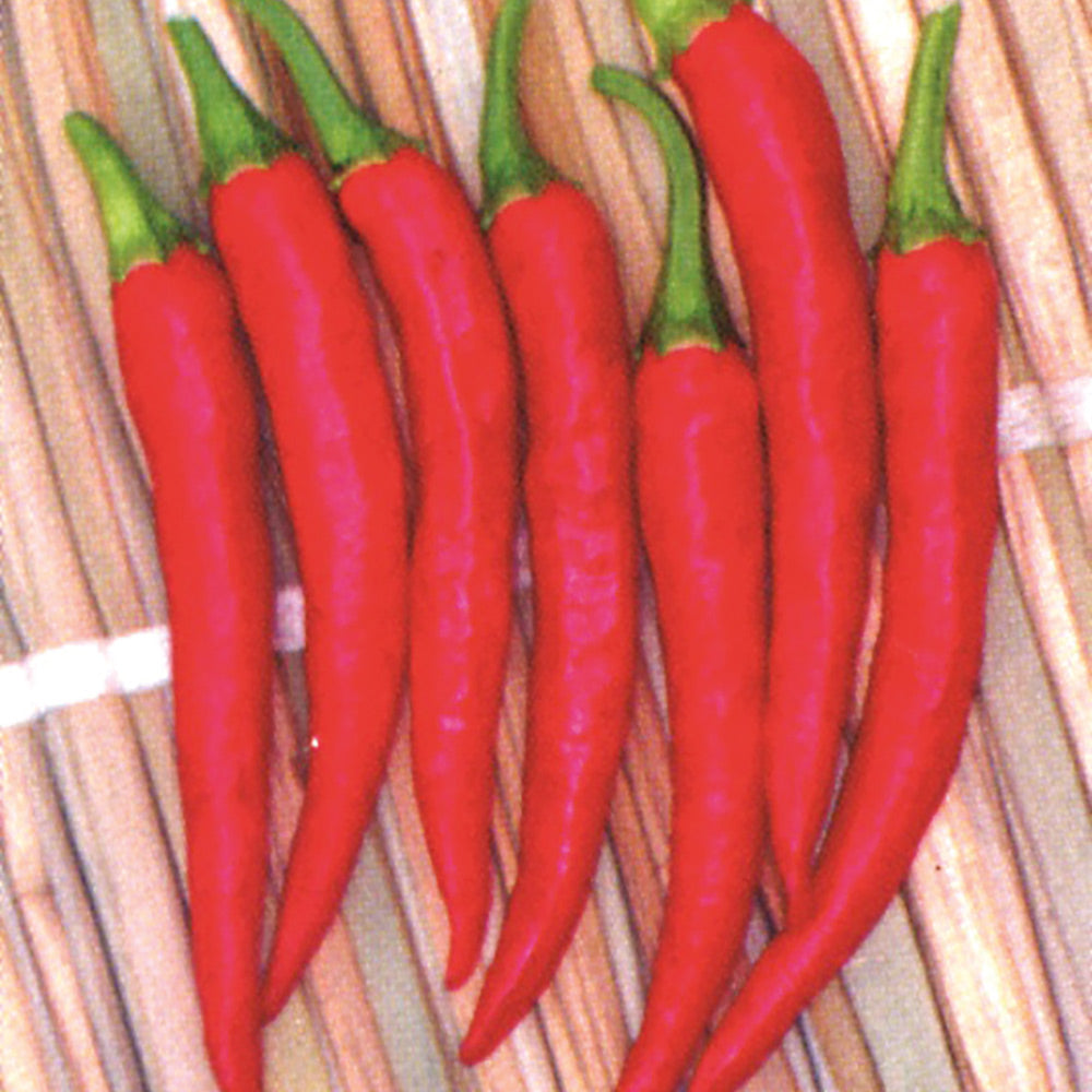 Buy Chilli Asian Fire F1 by Kings Seeds NZ online - Kings Seeds NZ