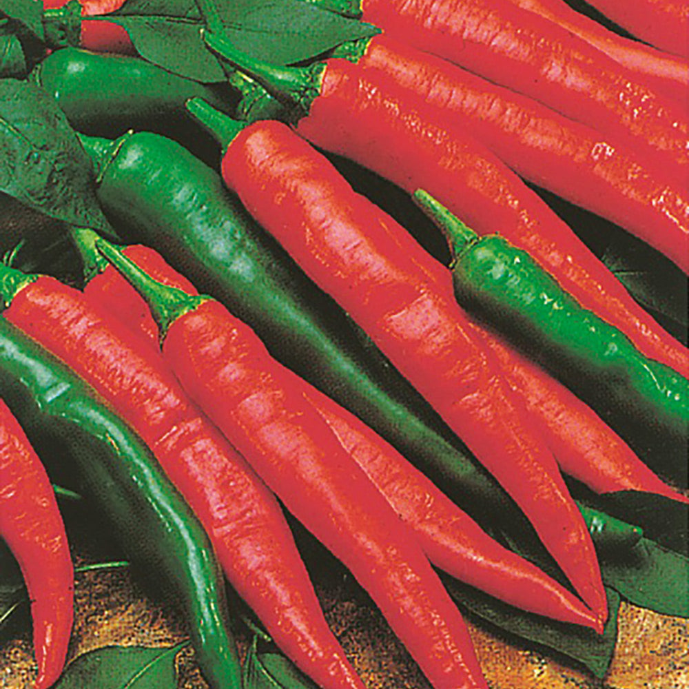 Buy Chilli Cayenne Flame by Kings Seeds NZ online - Kings Seeds NZ