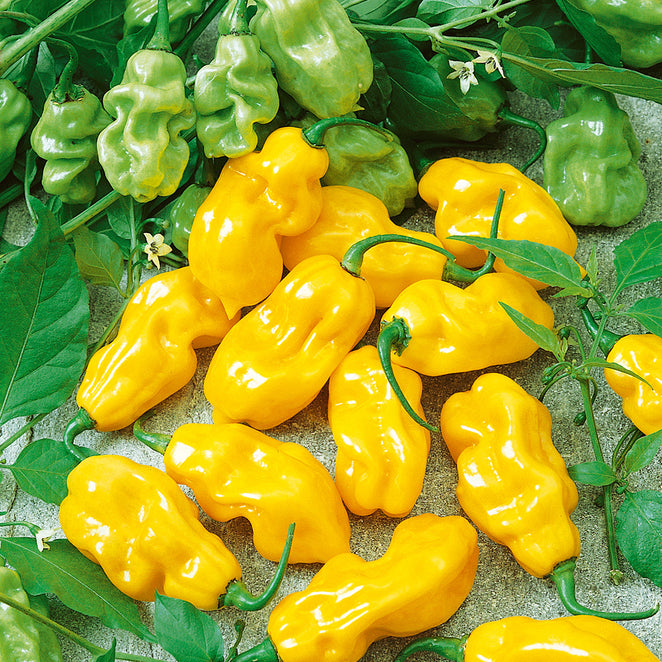 How to Identify Garden Weeds in New Zealand – Kings Seeds NZ