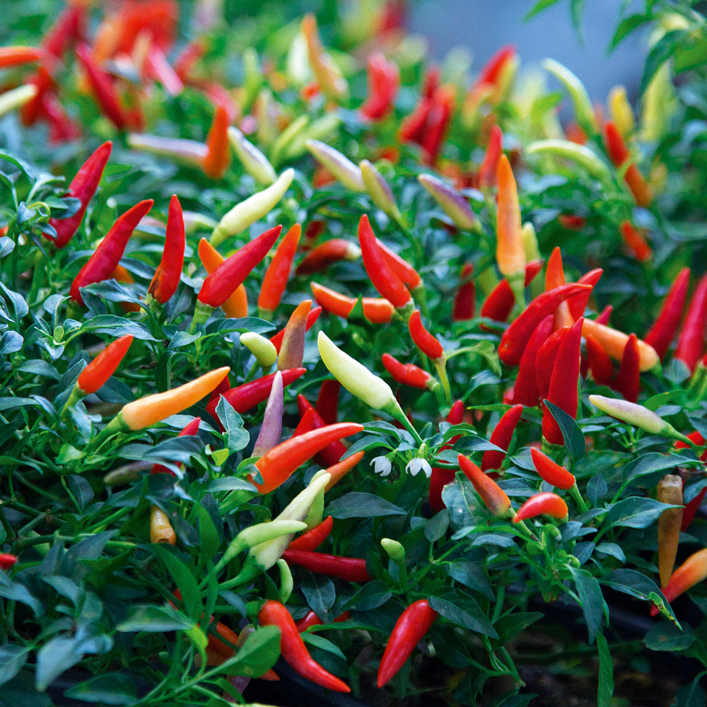 Buy Chilli Thai Hot F1 by Kings Seeds online - Kings Seeds NZ