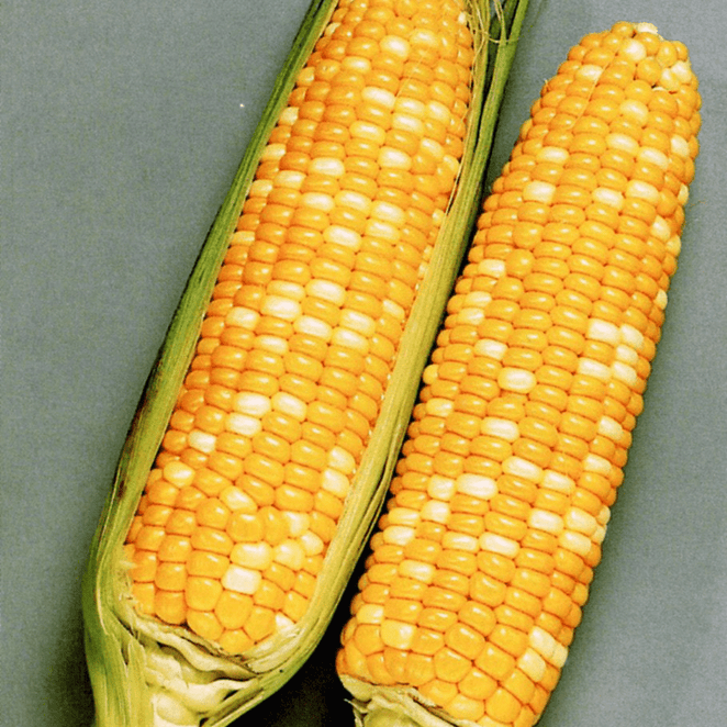 Kings Seeds - NZ's favourite seed supplier for over 40 years! – Kings ...