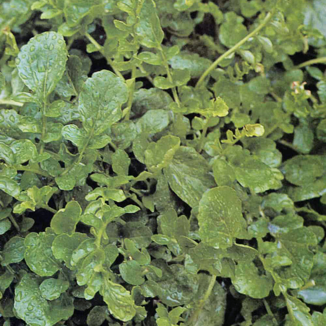 Moringa Tree – Grow the Tree of Life - Kings Seeds NZ
