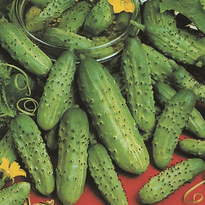 Growing Cucumbers in New Zealand – Kings Seeds – Kings Seeds NZ
