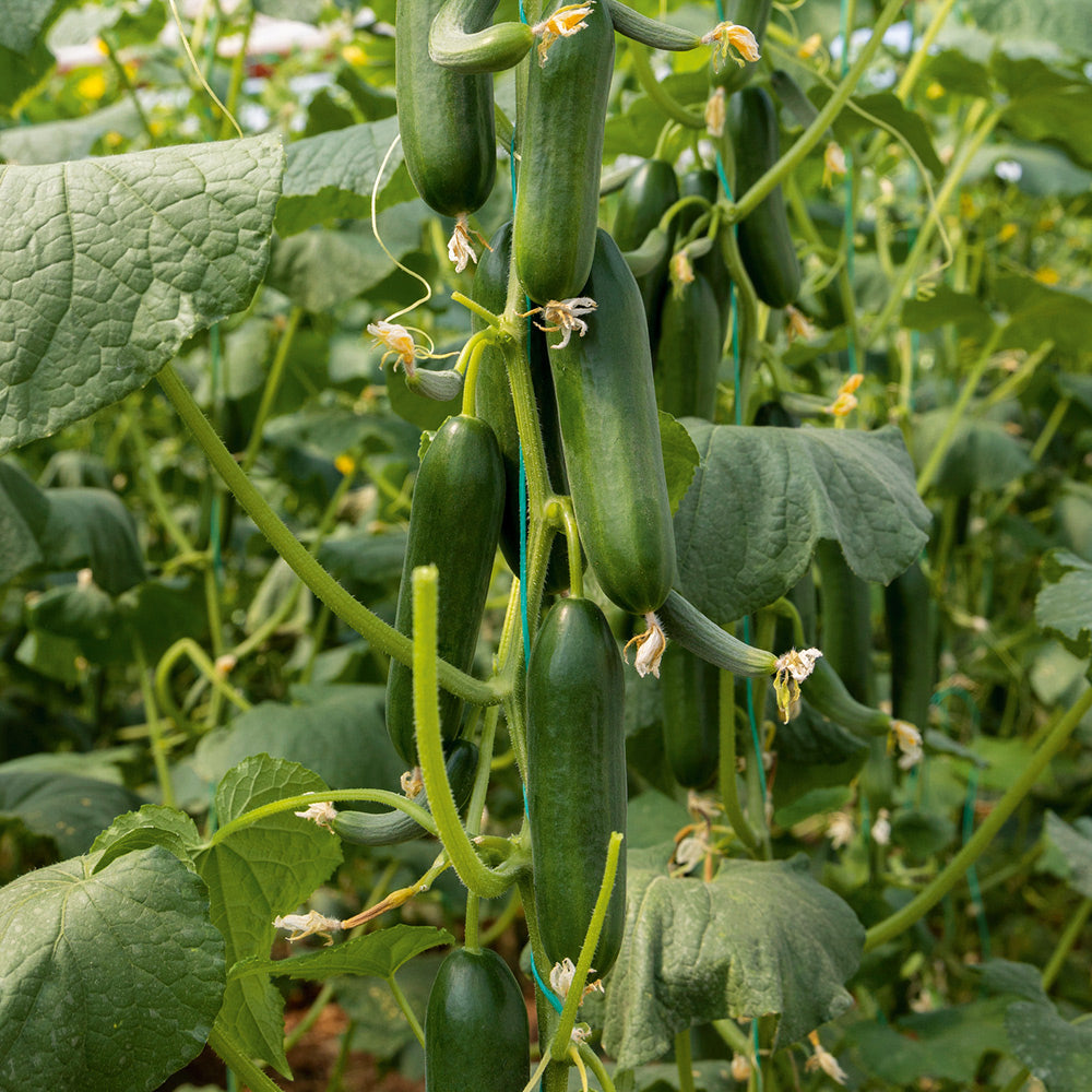 Buy Cucumber Crunchy F1 by Kings Seeds NZ online - Kings Seeds NZ