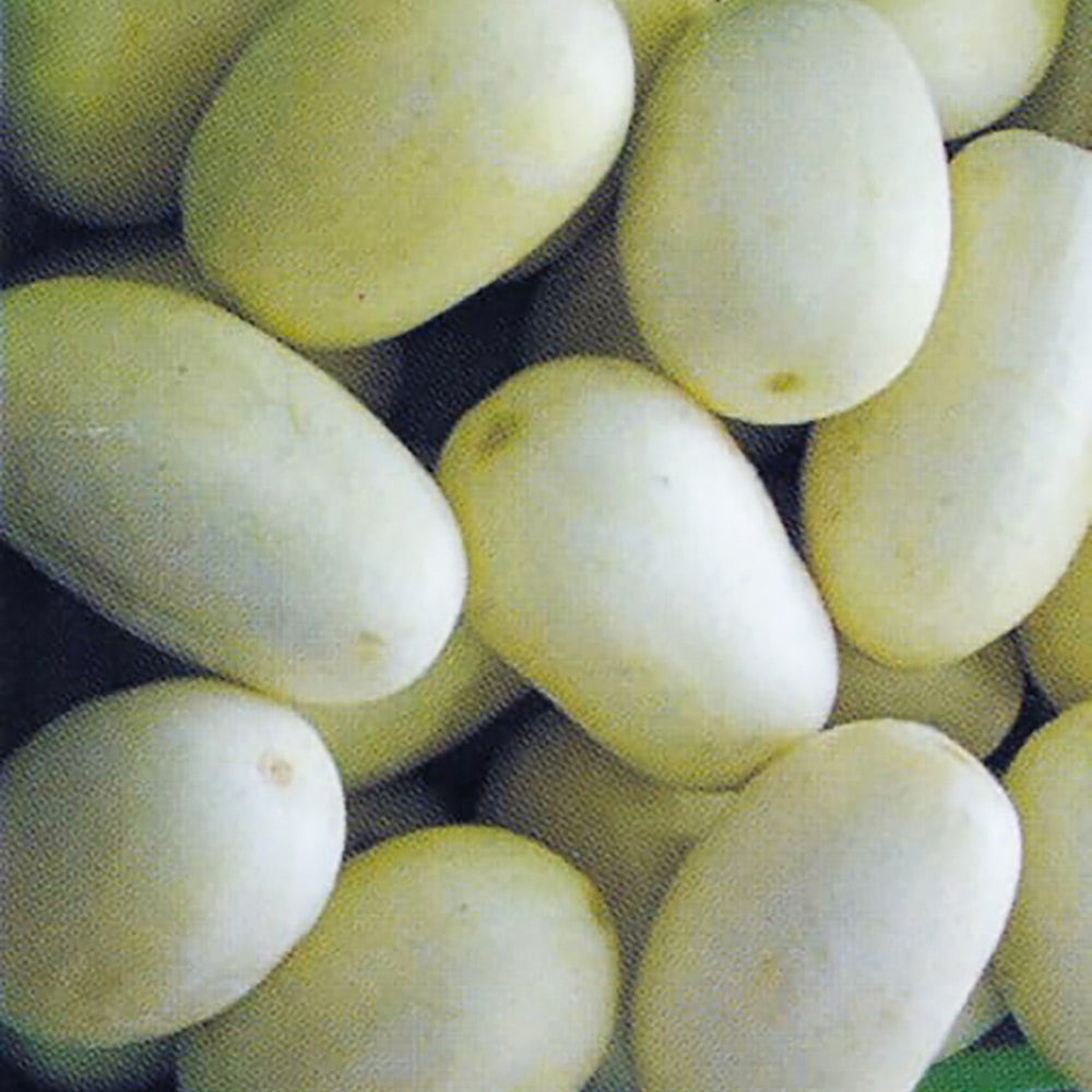 Buy Cucumber Crystal Apple by Kings Seeds NZ online - Kings Seeds NZ