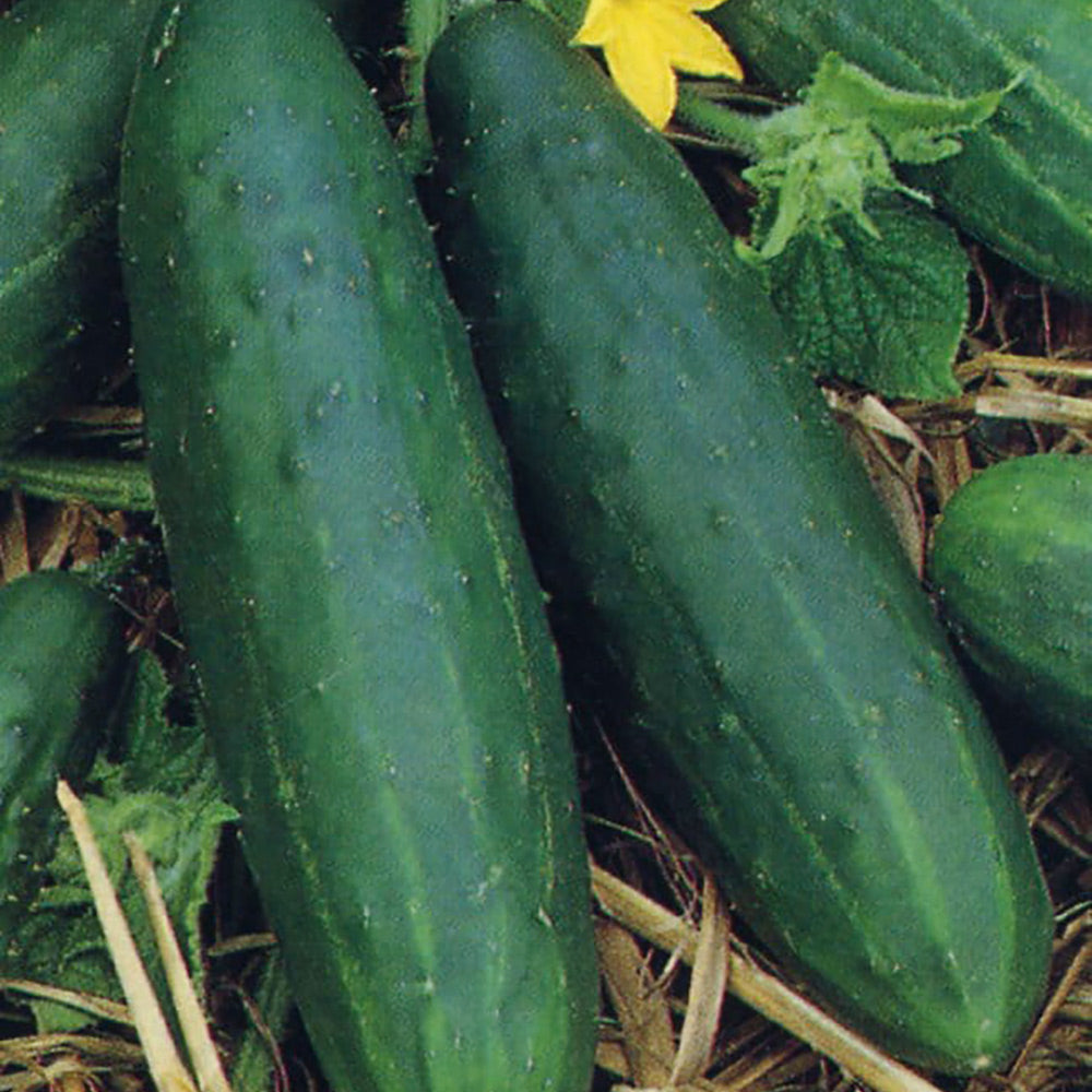 Buy Cucumber Spacemaster by Kings Seeds online - Kings Seeds NZ
