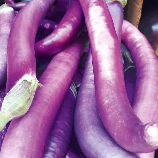 Buy Manuka by Kings Seeds online - Kings Seeds NZ