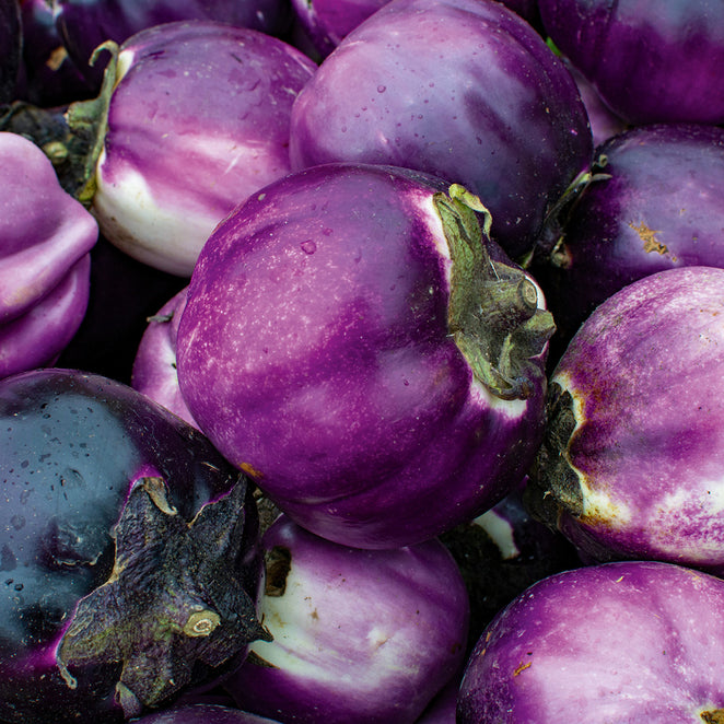 The Beginner’s Guide to Growing From Seeds | Kings Seeds – Kings Seeds NZ