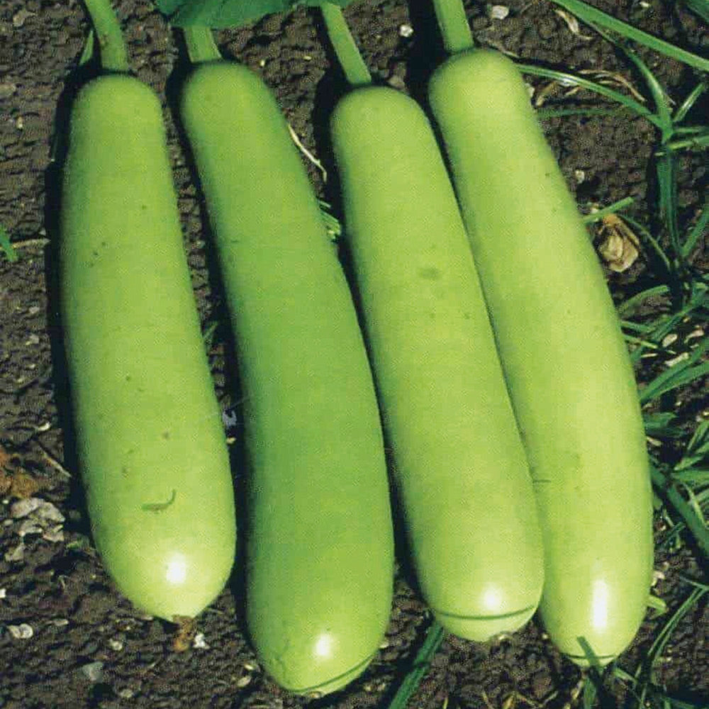 Buy Gourd Asian Loki F1 by Kings Seeds online - Kings Seeds NZ