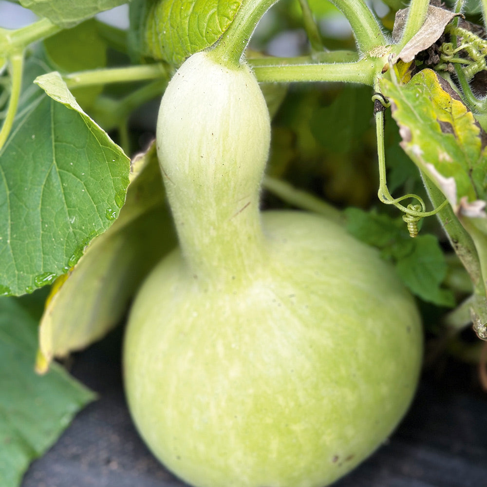 Buy Gourd Large Bottle by Kings Seeds NZ online - Kings Seeds NZ