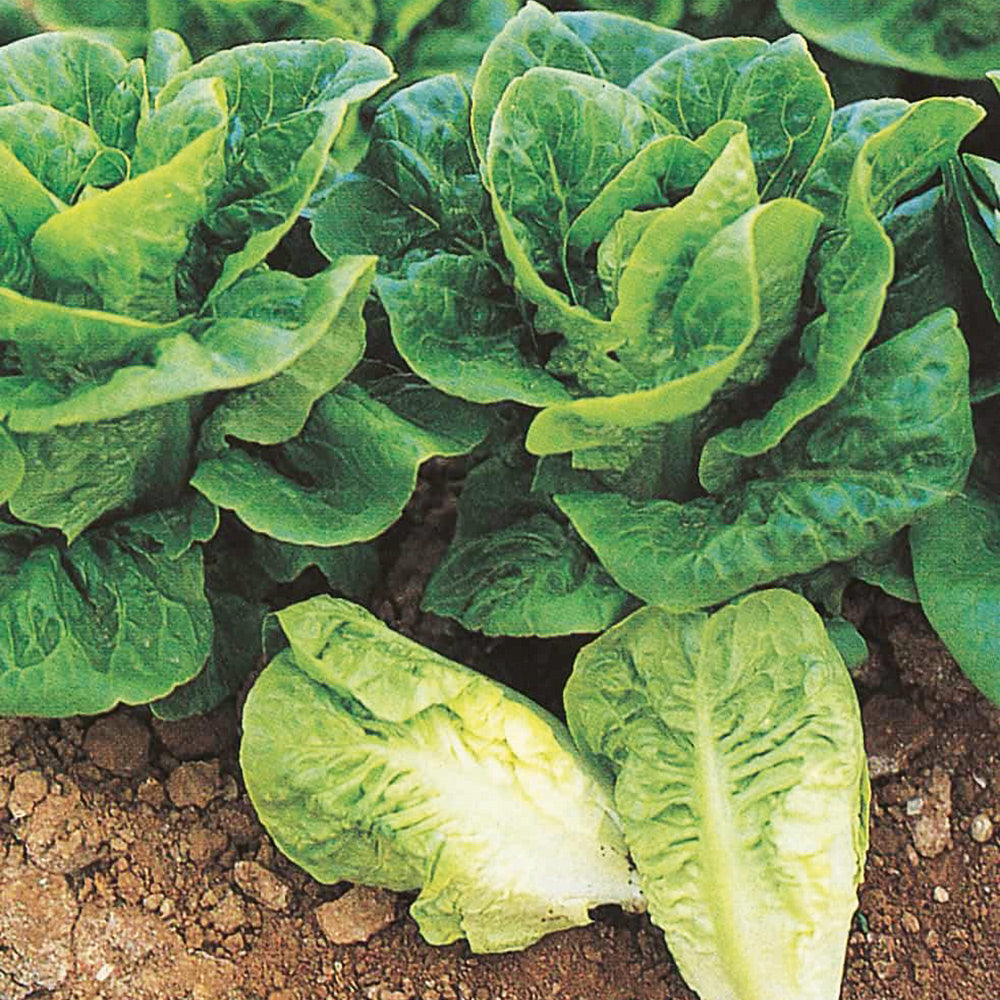 Buy Lettuce Little Gem by Kings Seeds NZ online - Kings Seeds NZ