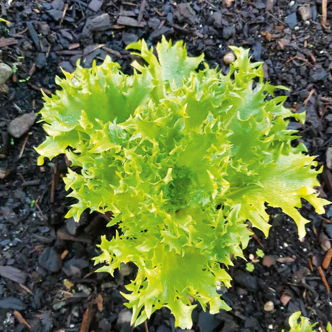 The Beginner’s Guide to Growing From Seeds | Kings Seeds – Kings Seeds NZ