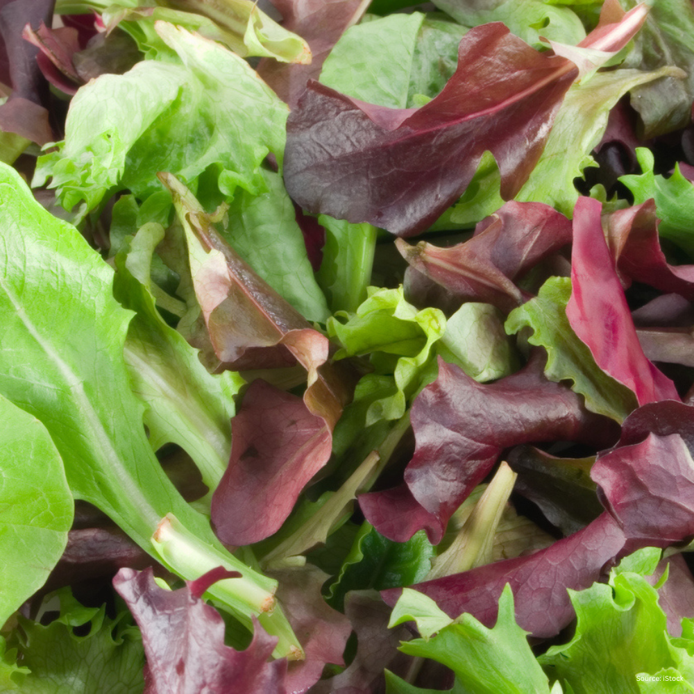 Planting Mesclun Lettuce Lettuce Baby Mixed Leaf Mesclun Mix Seed