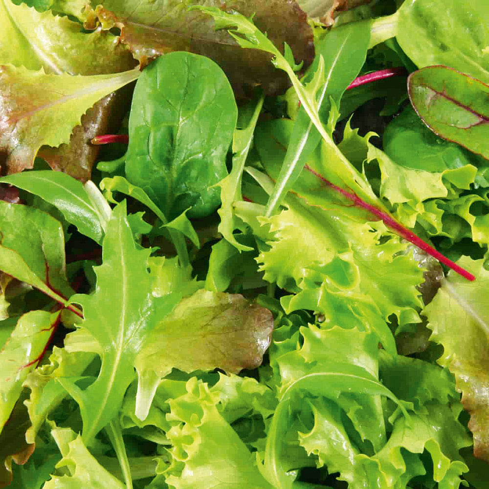 Buy Mesclun Lettuce Blend by Kings Seeds online - Kings Seeds NZ