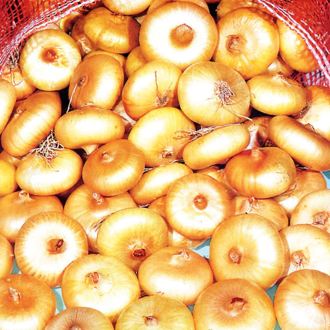 How to Grow Onions – Kings Seeds NZ