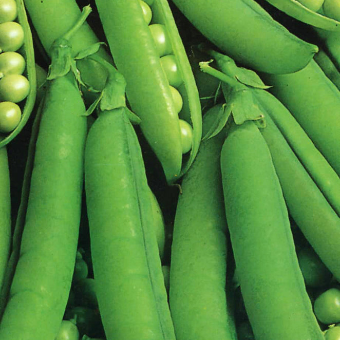 The Beginner’s Guide to Growing From Seeds | Kings Seeds – Kings Seeds NZ