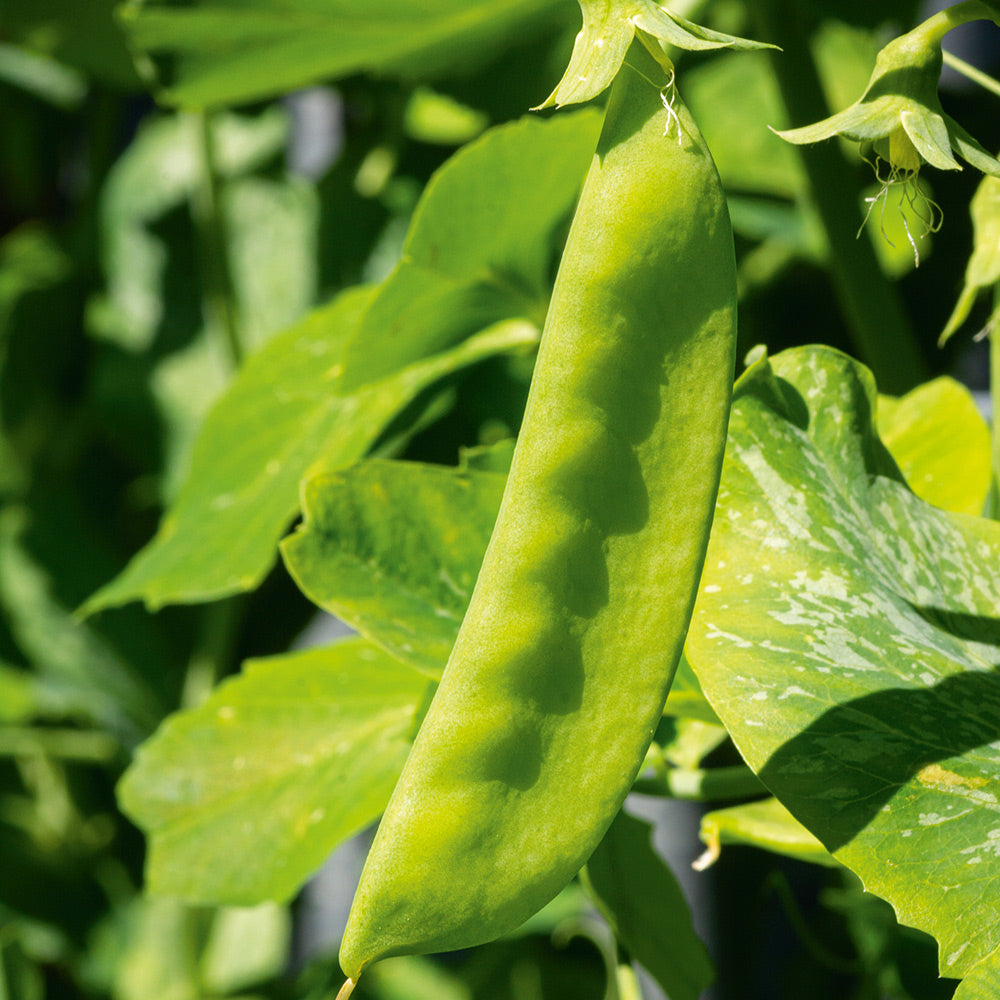 Buy Snow Pea Goliath by Kings Seeds NZ online - Kings Seeds NZ