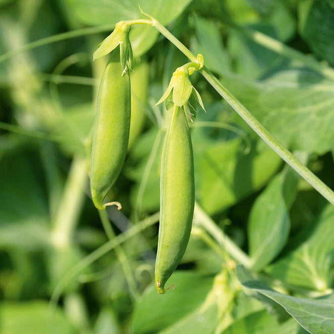 Kings Seeds - NZ's favourite seed supplier for over 40 years! – Kings ...