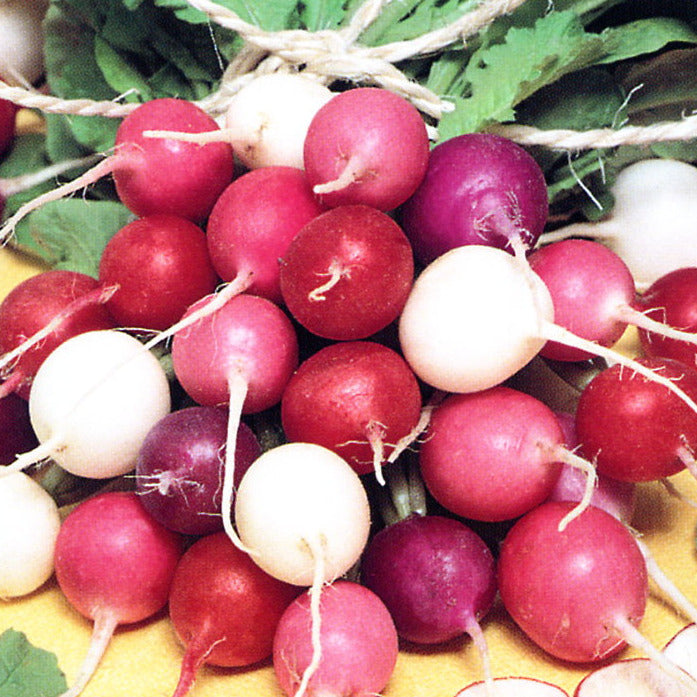 Buy Radish Easter Egg by Kings Seeds online - Kings Seeds NZ