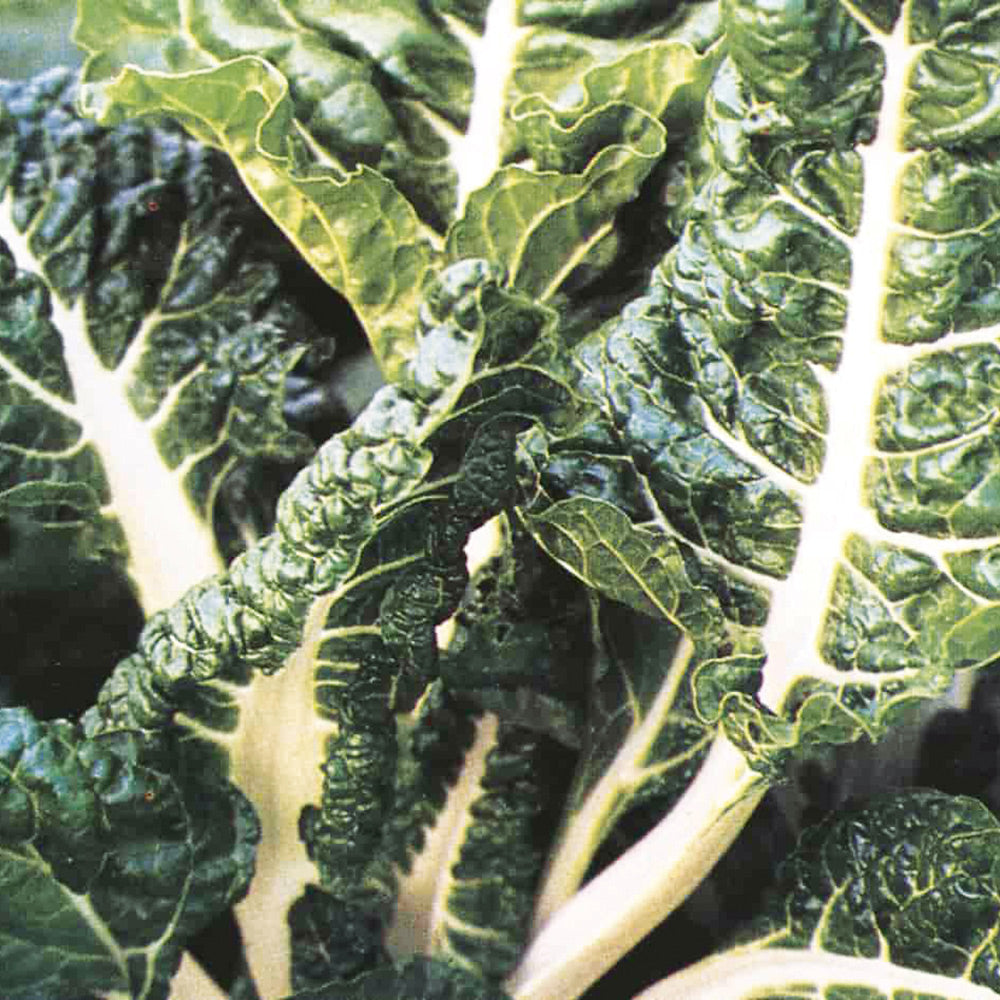 Buy Silverbeet Ford Hook Giant by Kings Seeds online - Kings Seeds NZ