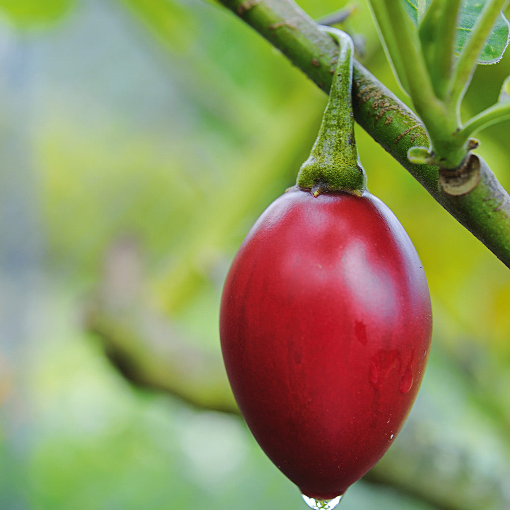 Buy Tamarillo Large Red by Kings Seeds NZ online - Kings Seeds NZ