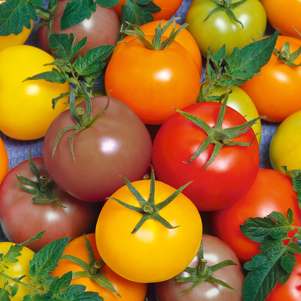 Buy Tomato Rainbow Cherry Blend by Kings Seeds NZ online - Kings Seeds NZ
