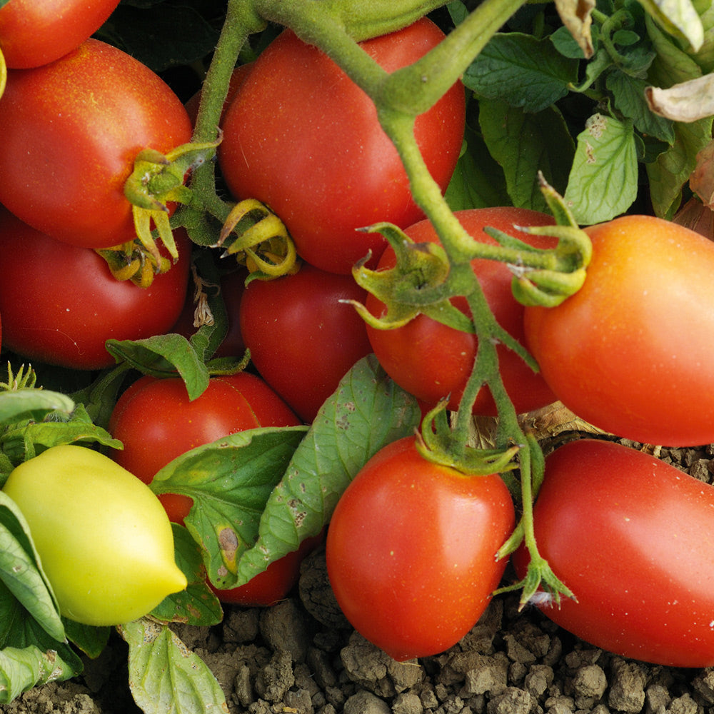 Buy Tomato Sicilian Sauce F1 by Kings Seeds online - Kings Seeds NZ