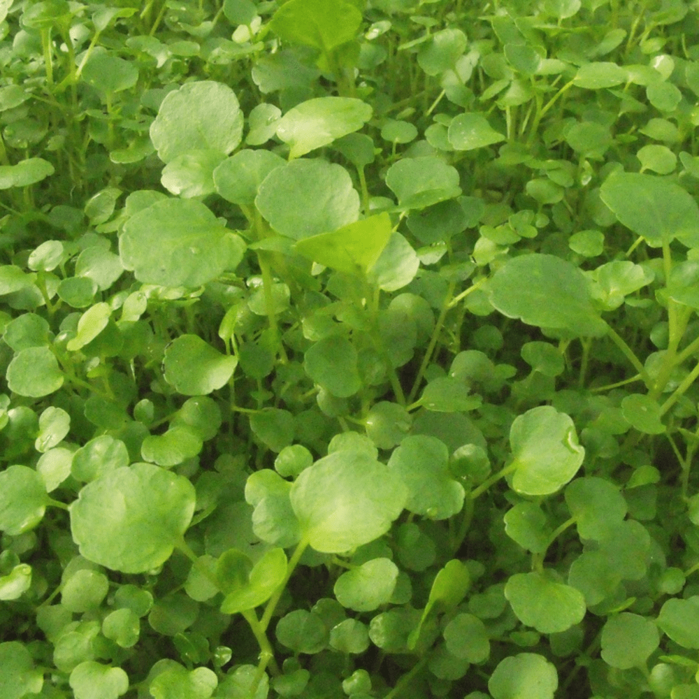 Buy Watercress by Kings Seeds online - Kings Seeds NZ