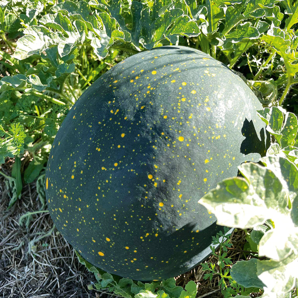 Buy Watermelon Moon & Stars by Kings Seeds NZ online - Kings Seeds NZ
